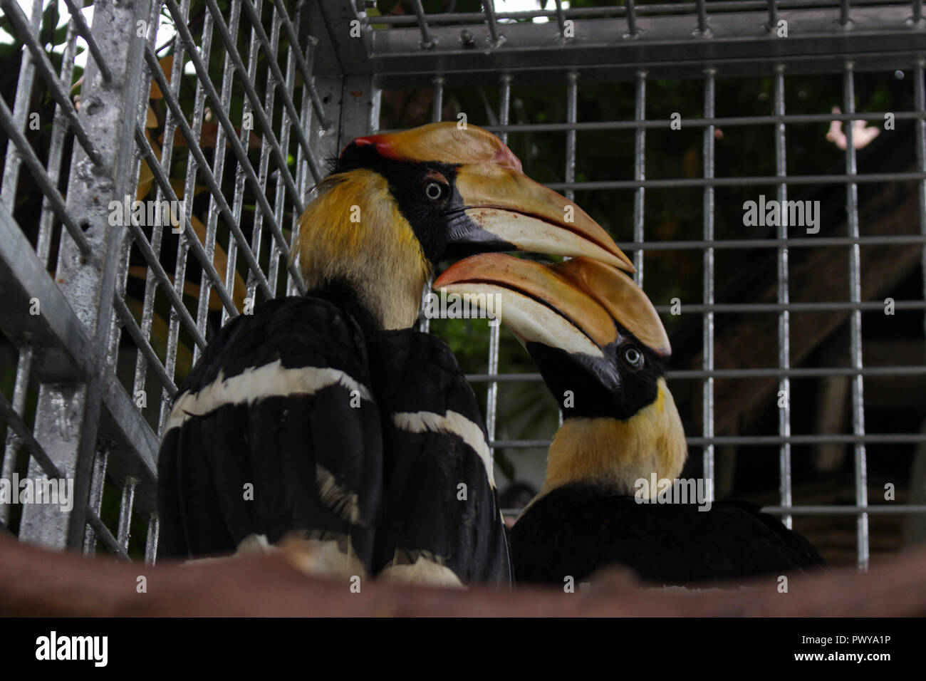 Two Hornbills seen still being treated by the Indonesian Natural ...