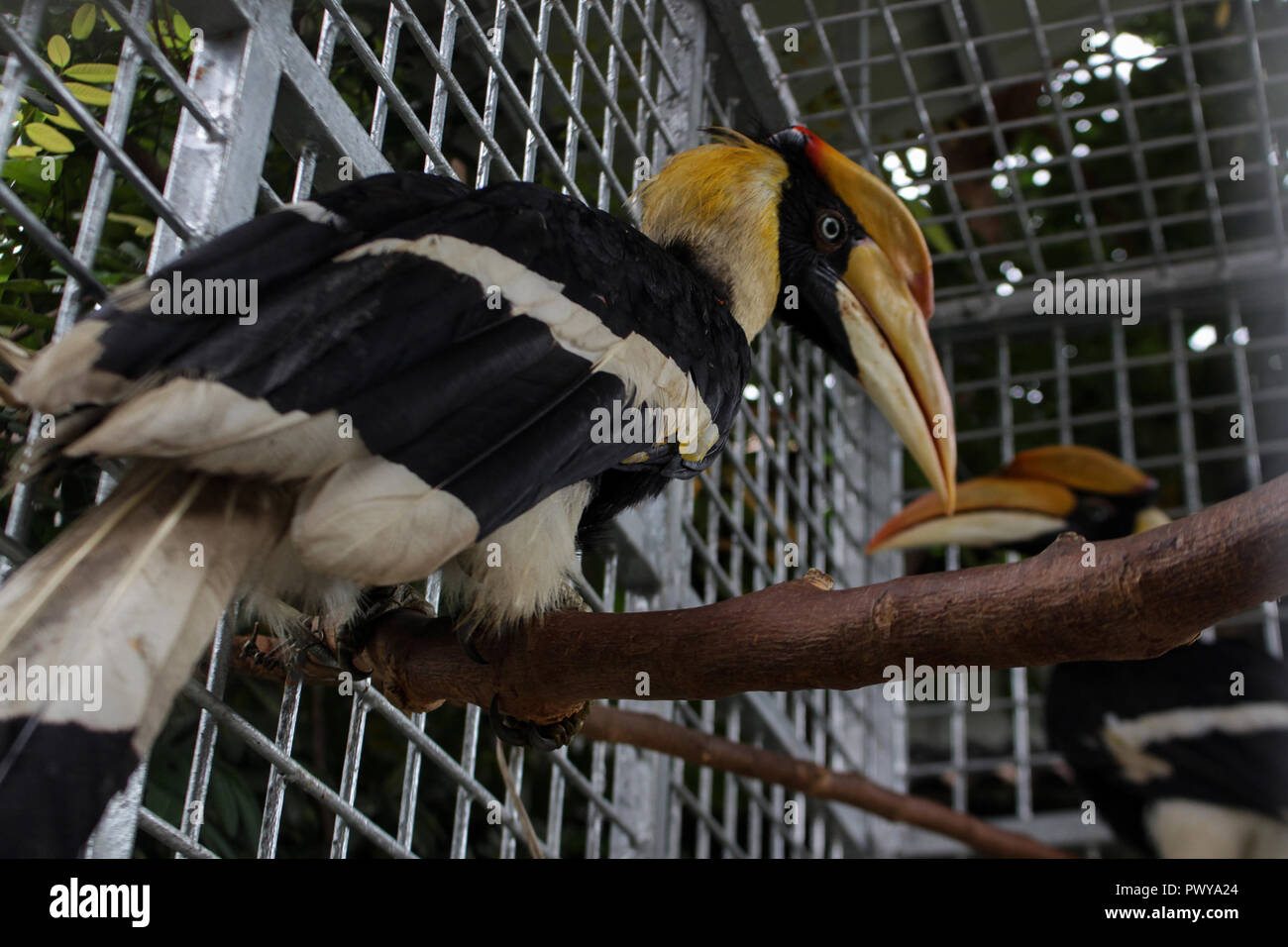 Two Hornbills seen still being treated by the Indonesian Natural ...