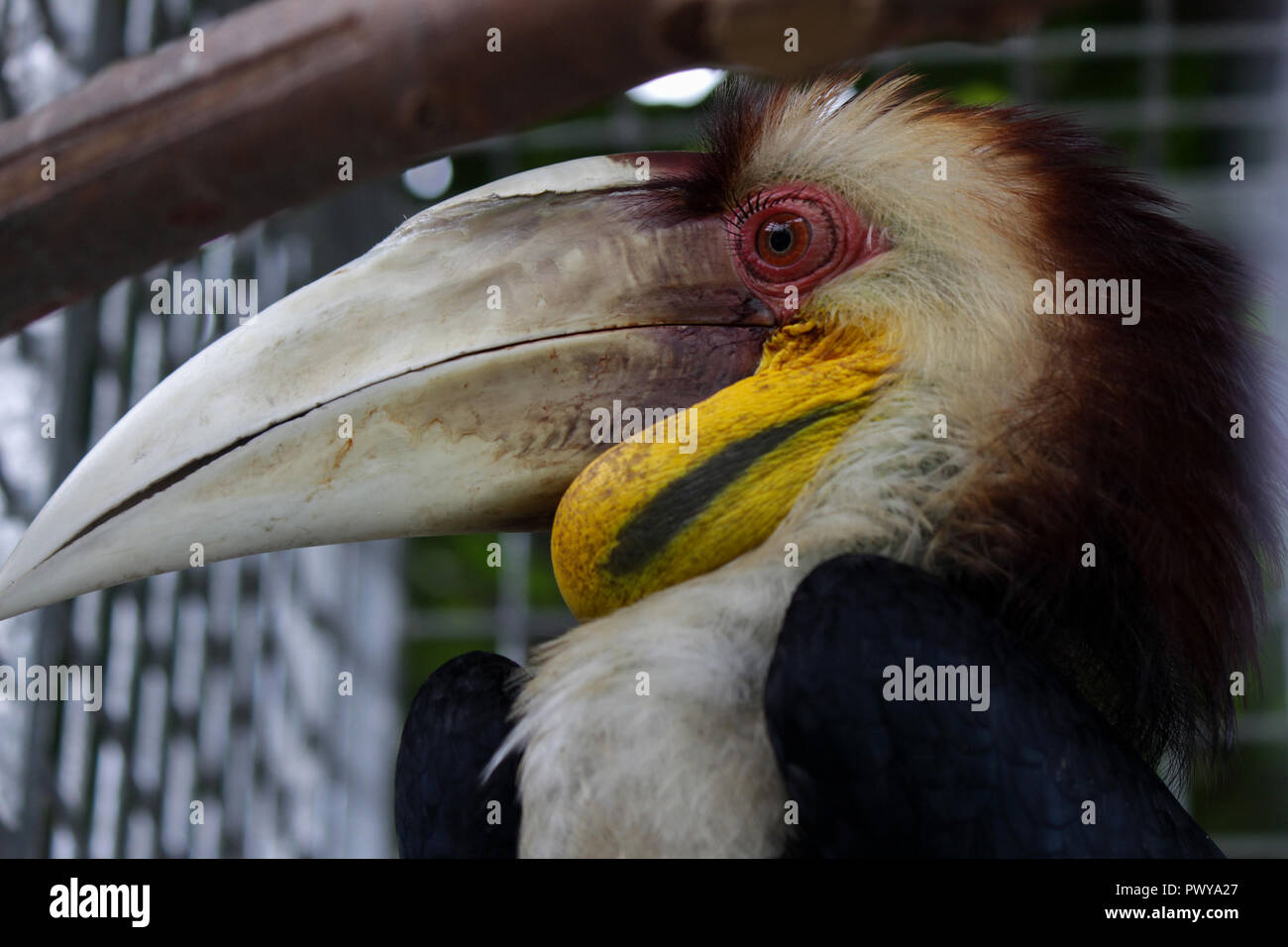 An Aceros Undulatus seen still being treated by the Indonesian Natural ...