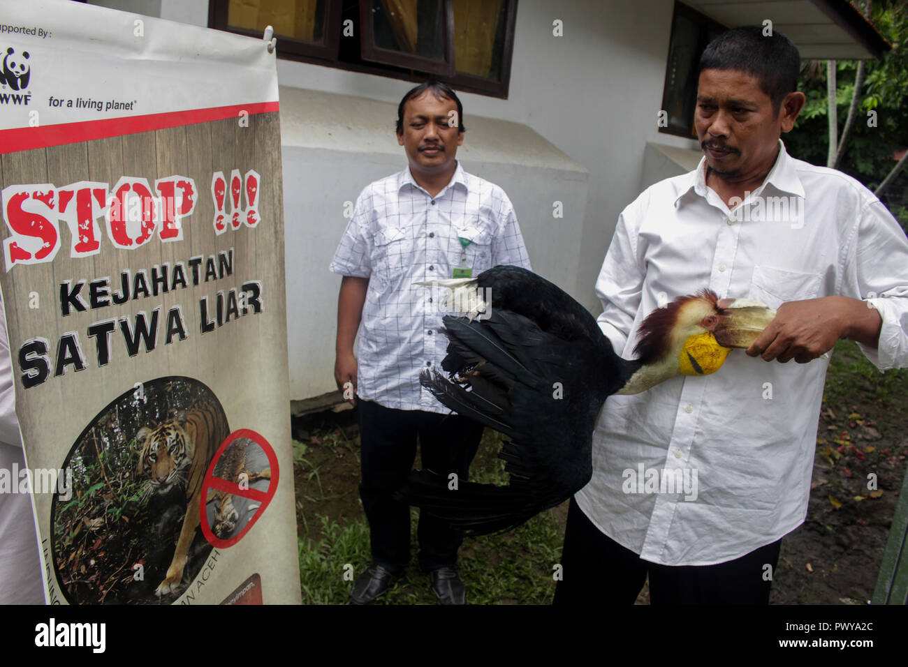 An Aceros Undulatus seen being treated by the Indonesian Natural ...