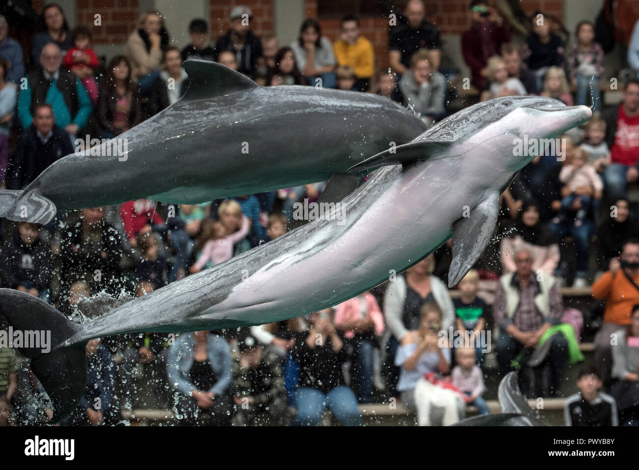 Duisburg, Germany. 18th Oct, 2018. Dolphins jump out of the water ...