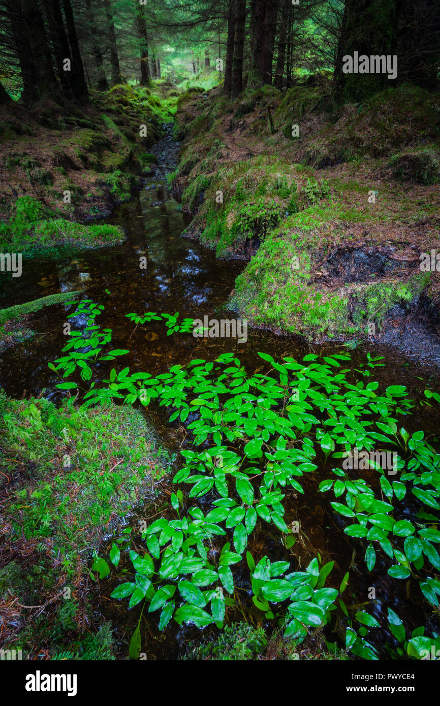 Pool in the woods hi-res stock photography and images - Alamy