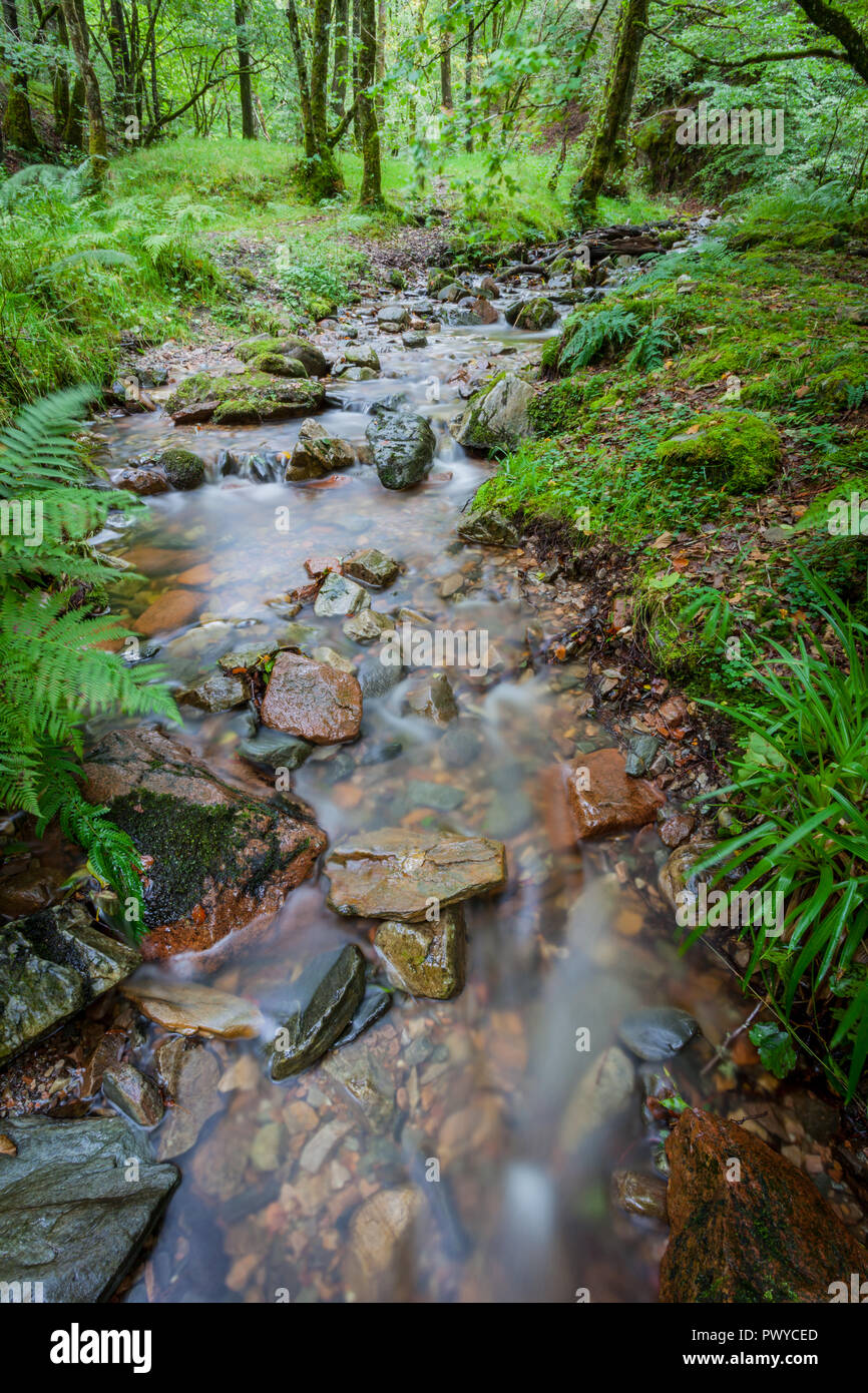 Rocky forest floor hi-res stock photography and images - Alamy