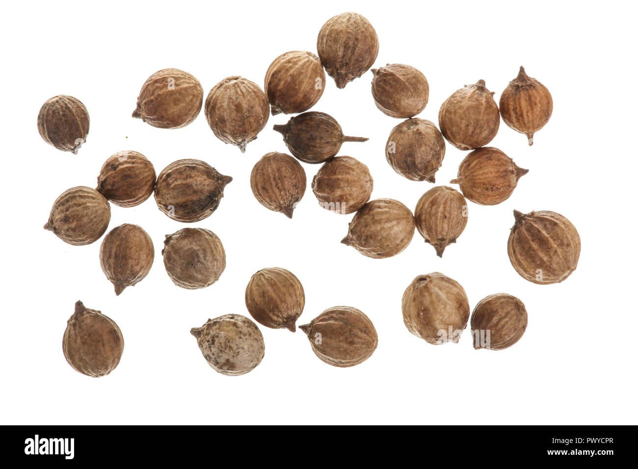 Coriander seeds isolated on white background top view Stock Photo - Alamy