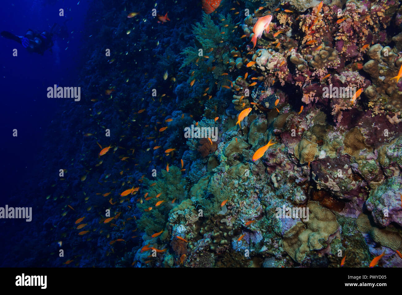 Coral reef at the Red Sea Egypt Stock Photo - Alamy