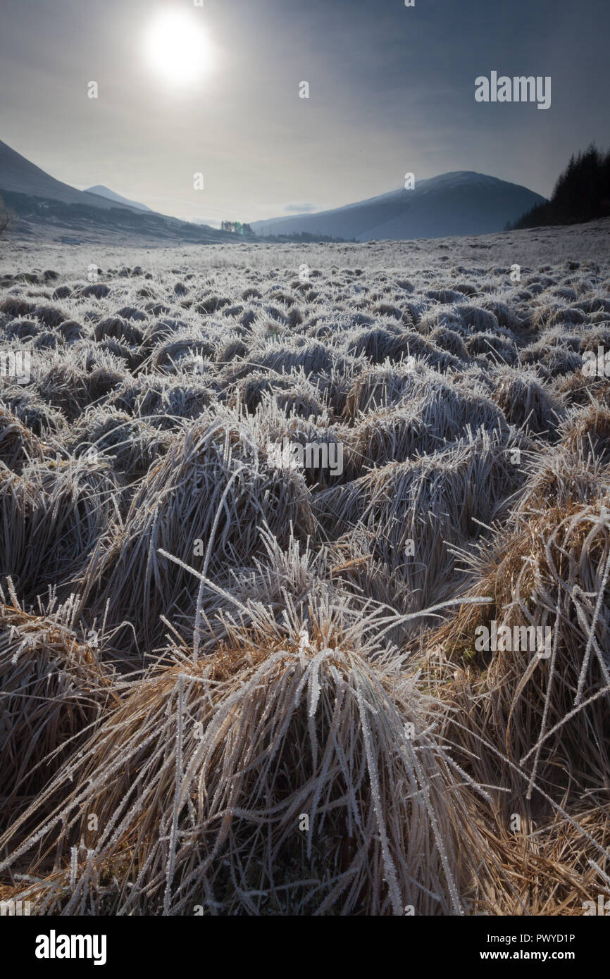 Tussocks grasses hi-res stock photography and images - Alamy