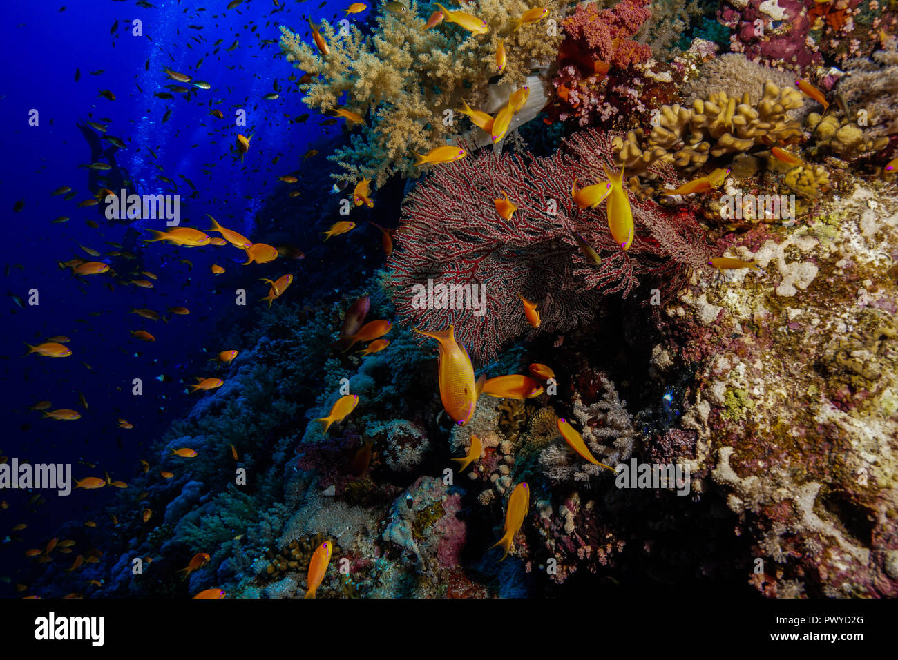 Coral reef at the Red Sea Egypt Stock Photo - Alamy