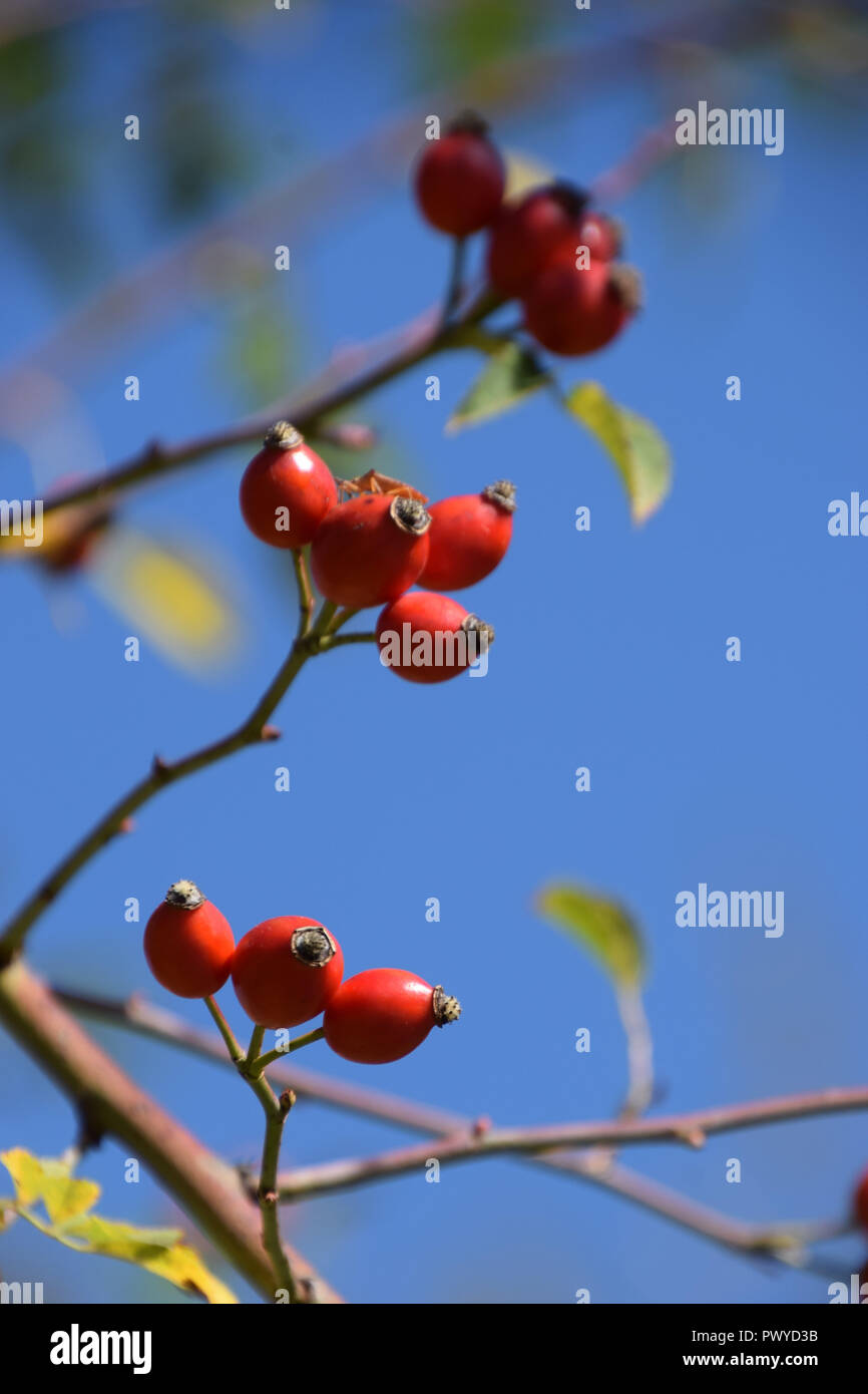 rose hip also called rose haw fruits in early october on branches in ...