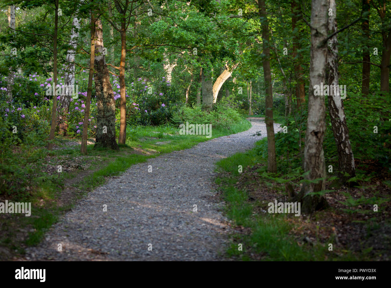 Woodland path between trees hi-res stock photography and images - Alamy