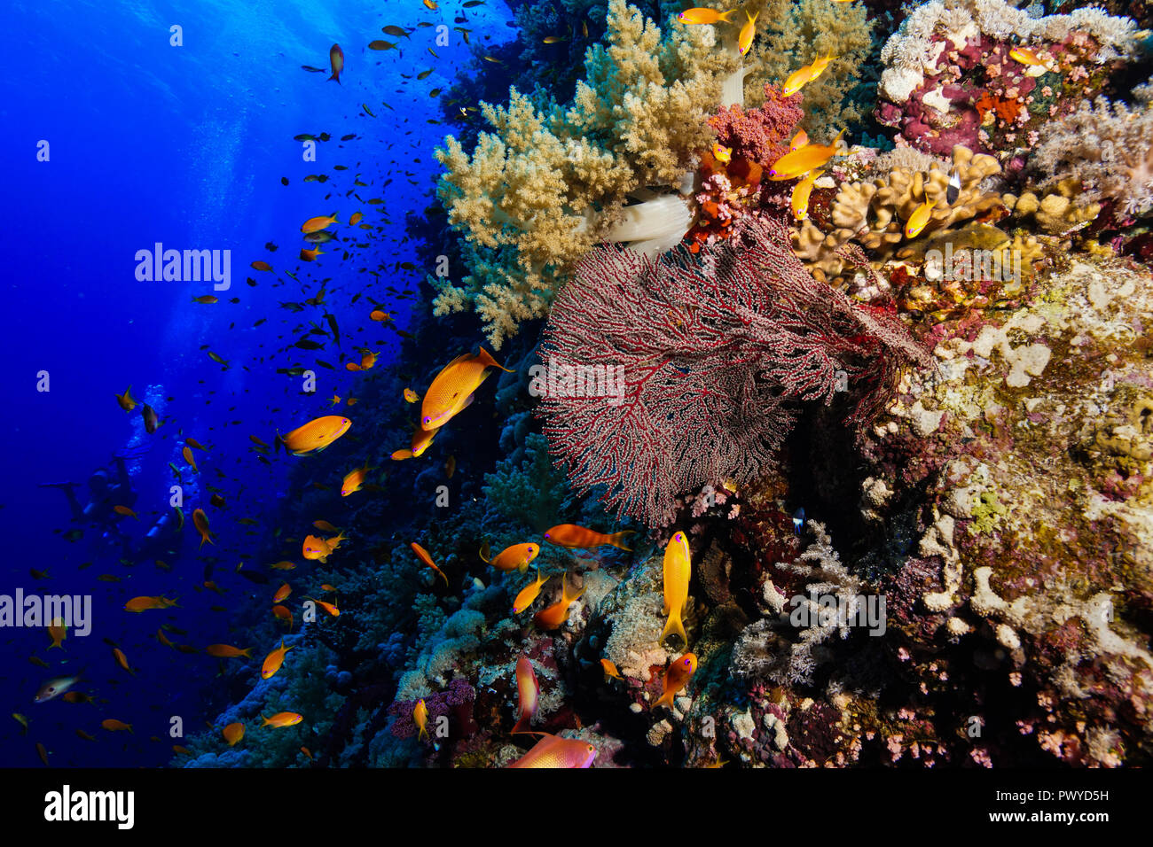 Coral reef at the Red Sea Egypt Stock Photo - Alamy