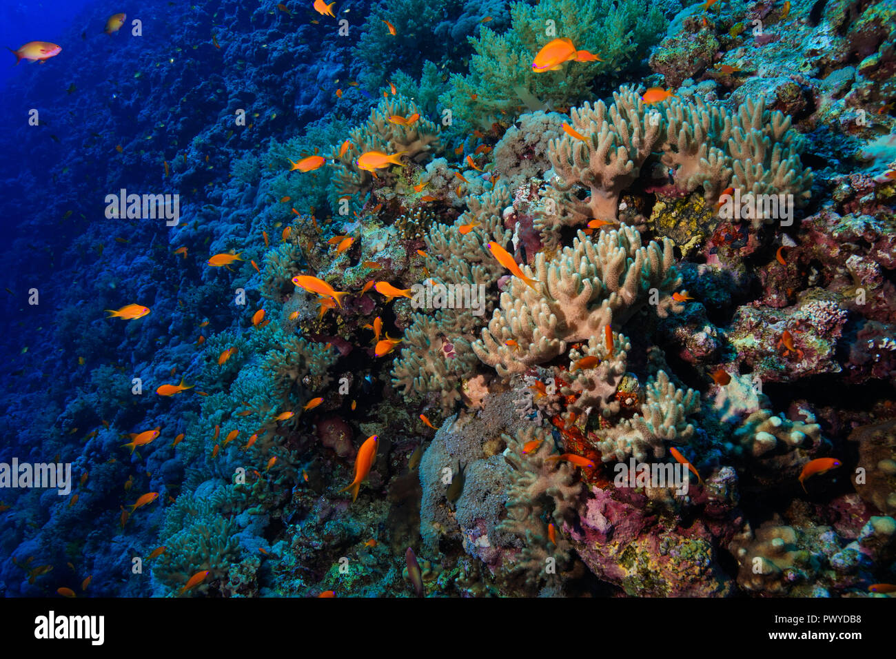 Coral reef at the Red Sea Egypt Stock Photo - Alamy