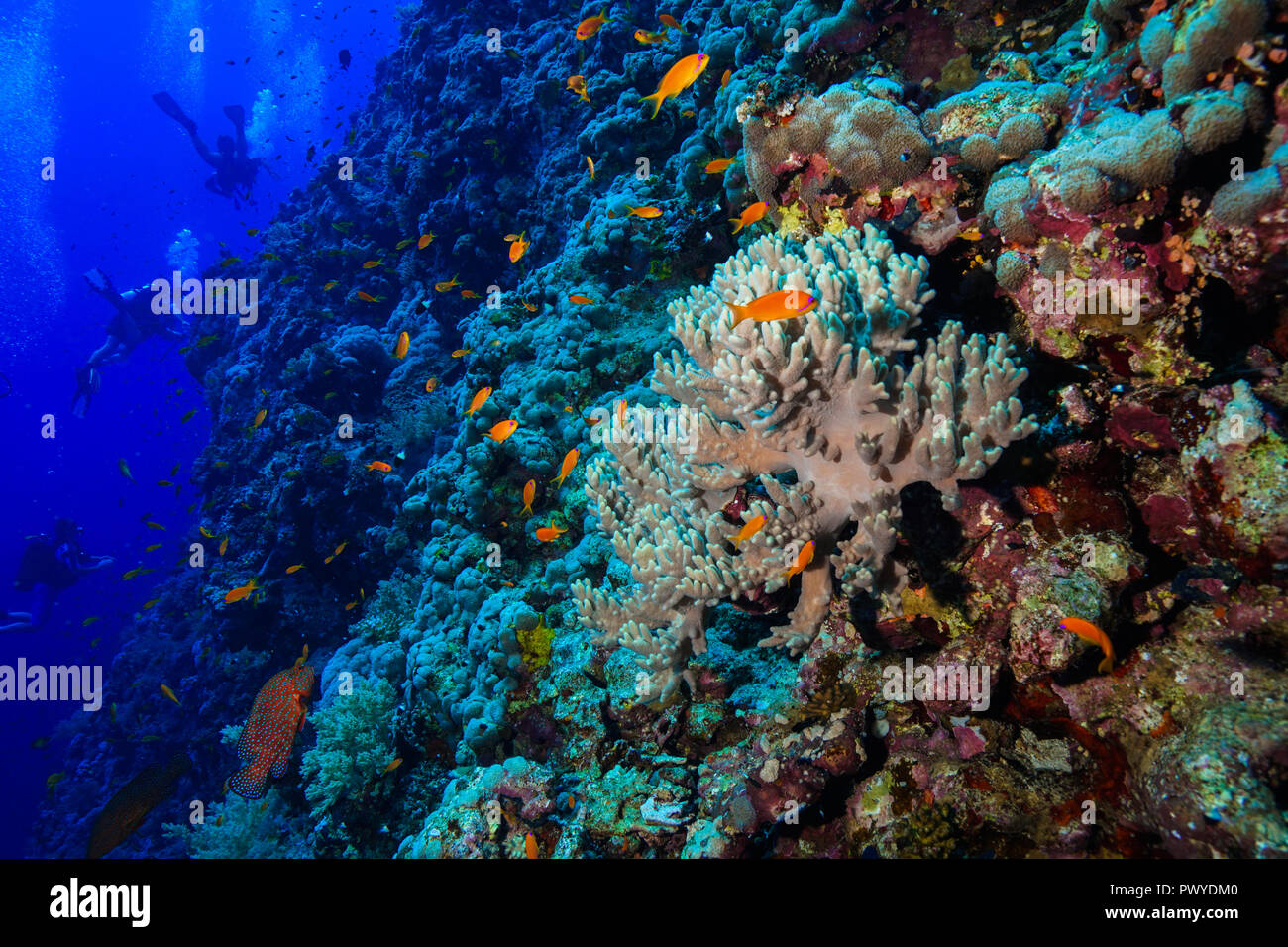 leather finger coral at the Red Sea Egypt Stock Photo - Alamy