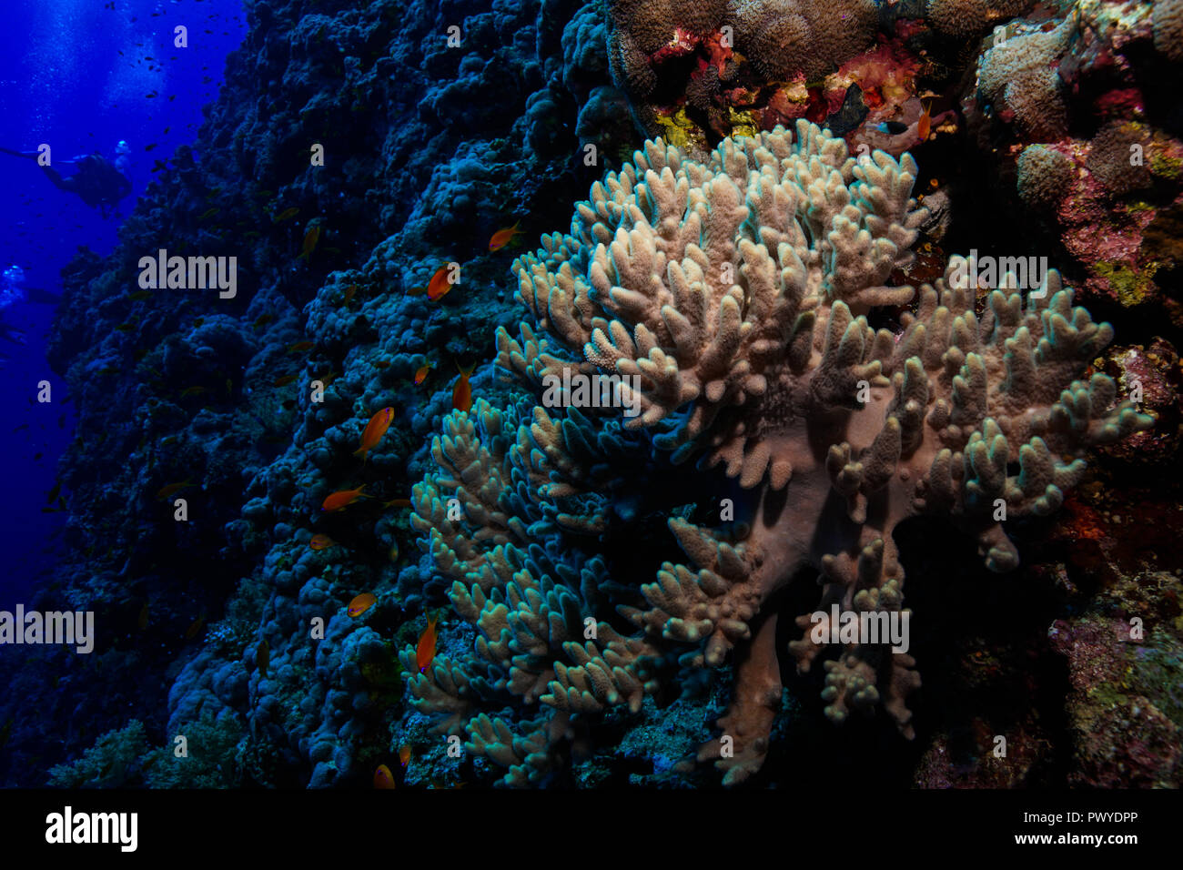 leather finger coral at the Red Sea Egypt Stock Photo - Alamy