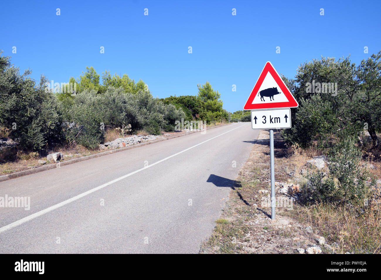 Wild boar warning road sign, Korcula island, Croatia, Sep 2018 Stock ...