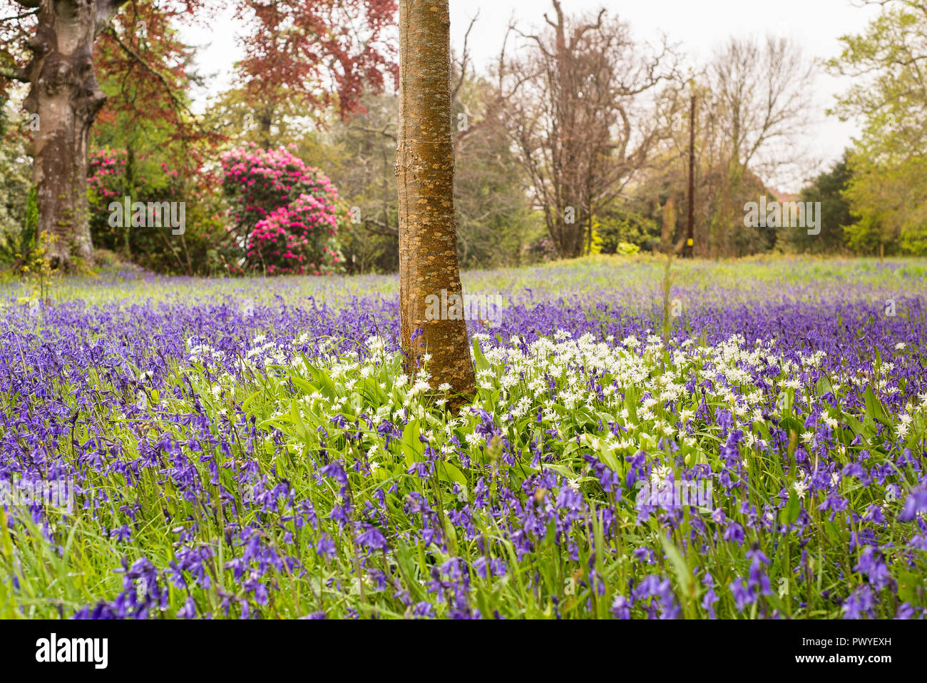 Beautiful view of Enys Gardens covered by wild Bluebells flowers ...