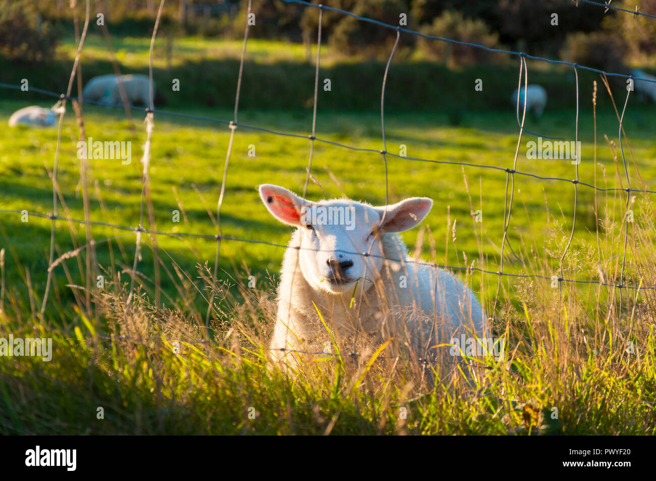 Climate change ireland farm hi-res stock photography and images - Alamy