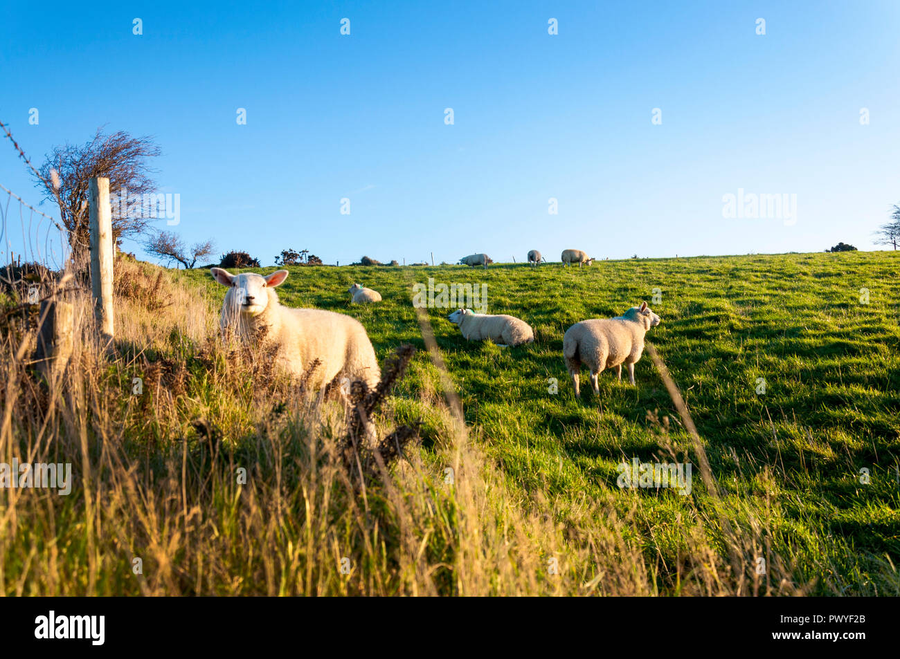 Climate change ireland farm hi-res stock photography and images - Alamy
