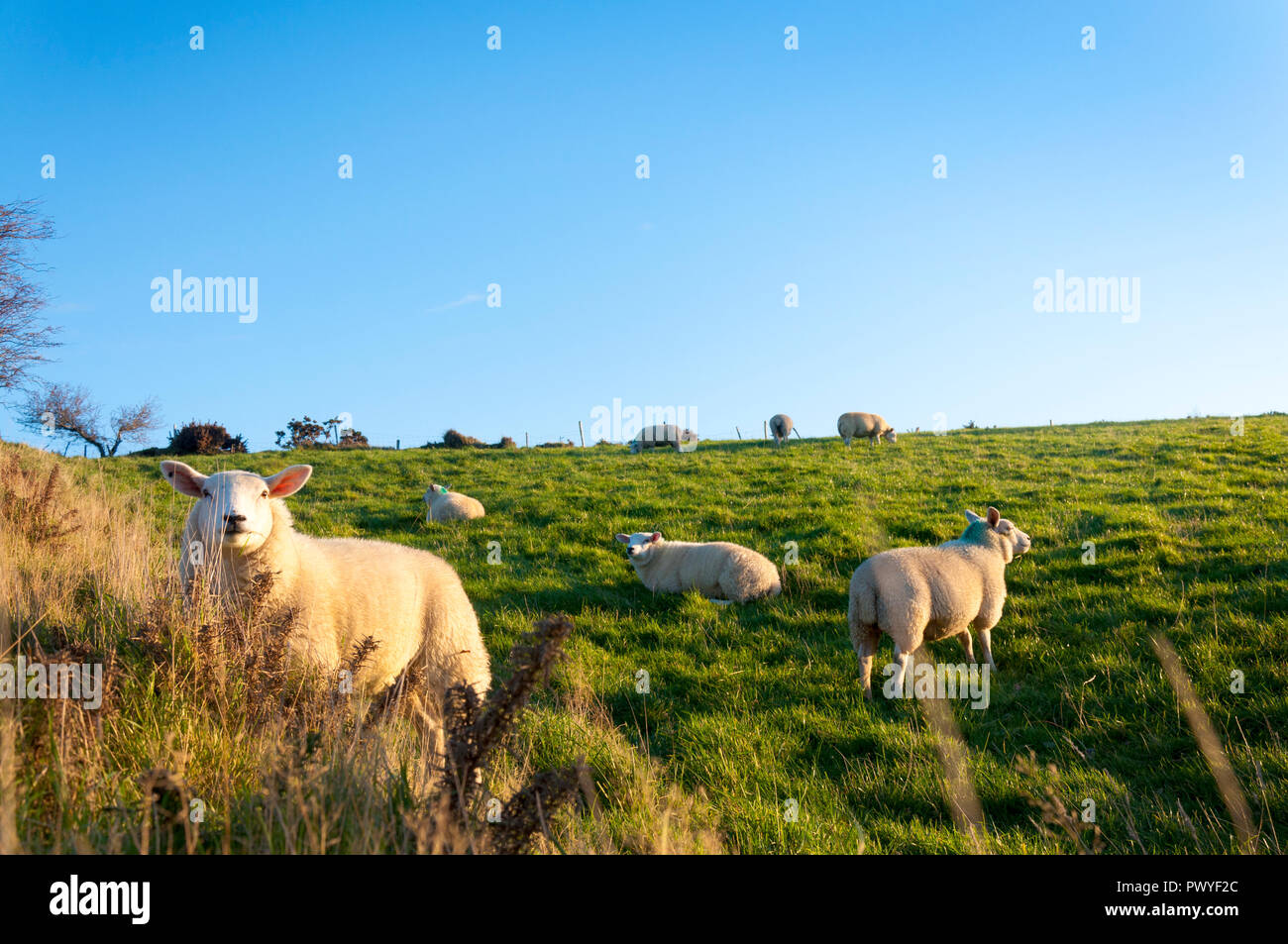 Sheep in a field, early morning, County Donegal, Ireland Stock Photo ...