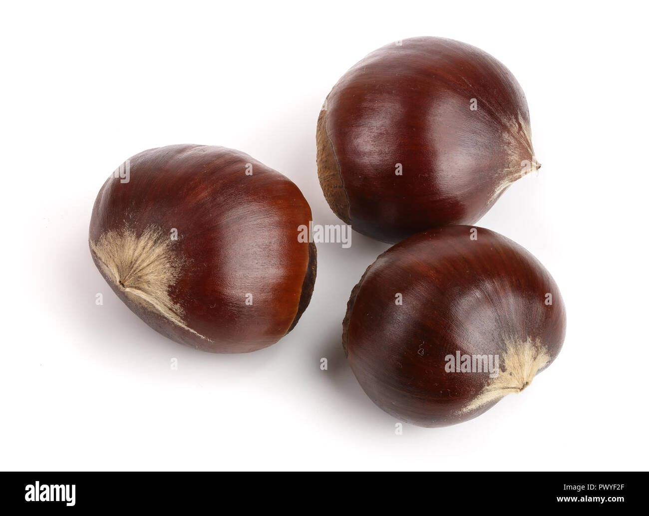 fresh edible chestnut isolated on white background Stock Photo - Alamy