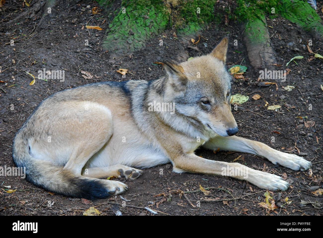 Wolf lying down hi-res stock photography and images - Alamy