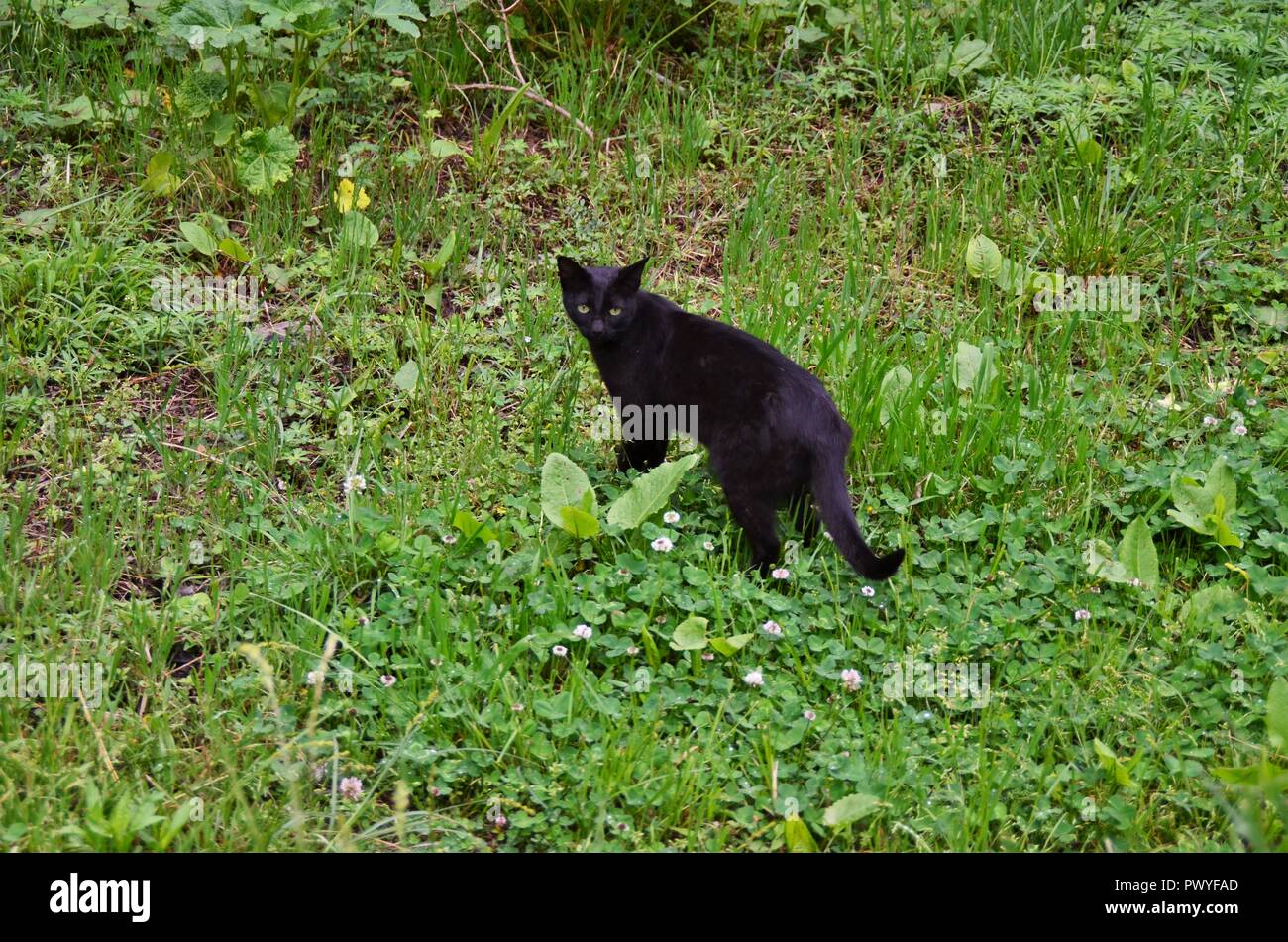 Beautiful black cat hi-res stock photography and images - Alamy