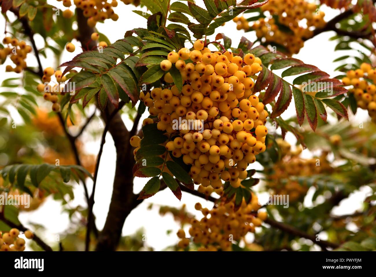 Yellow rowan berries hi-res stock photography and images - Alamy