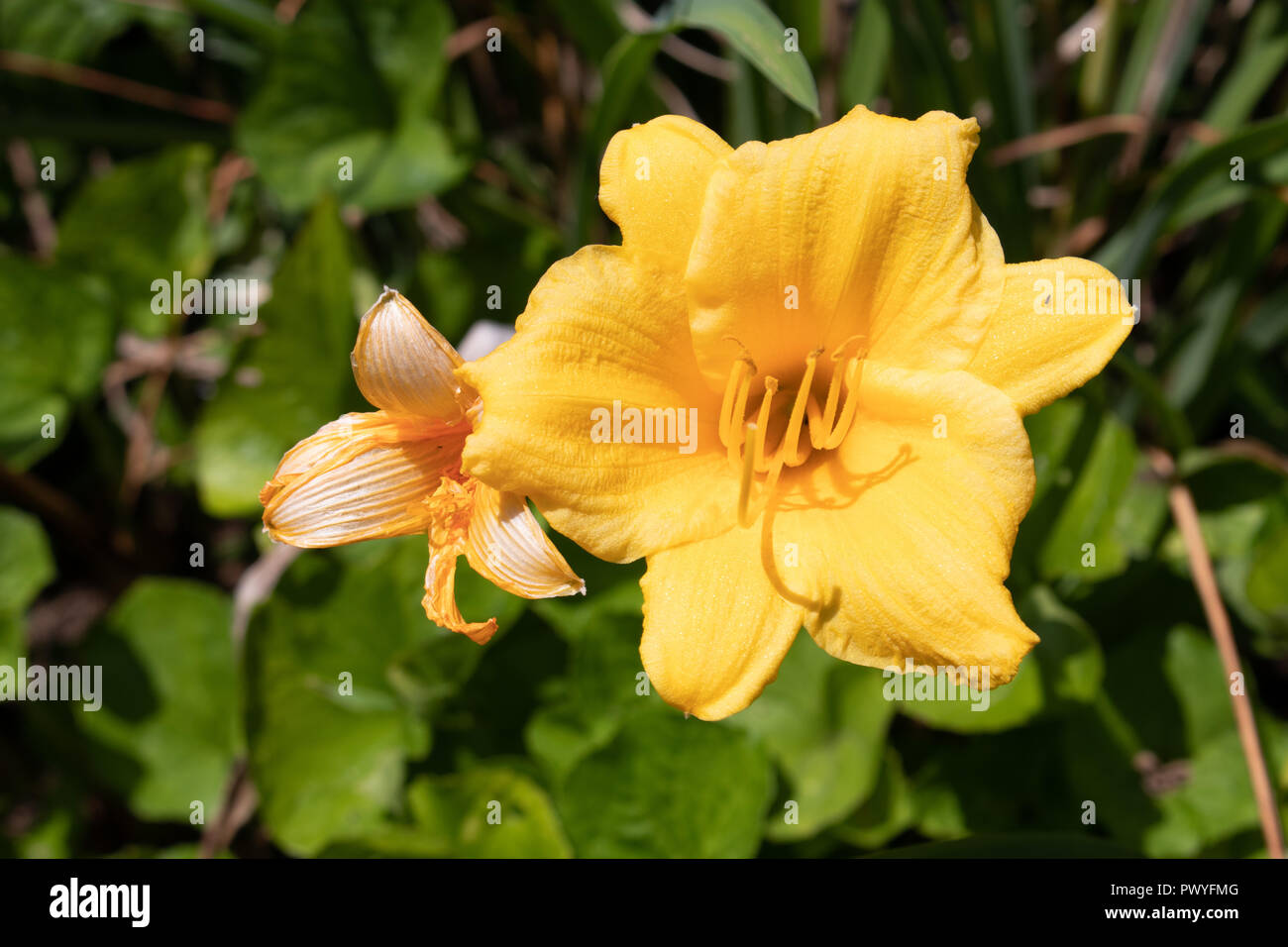 Beautiful flowers in Central Park New York Stock Photo - Alamy