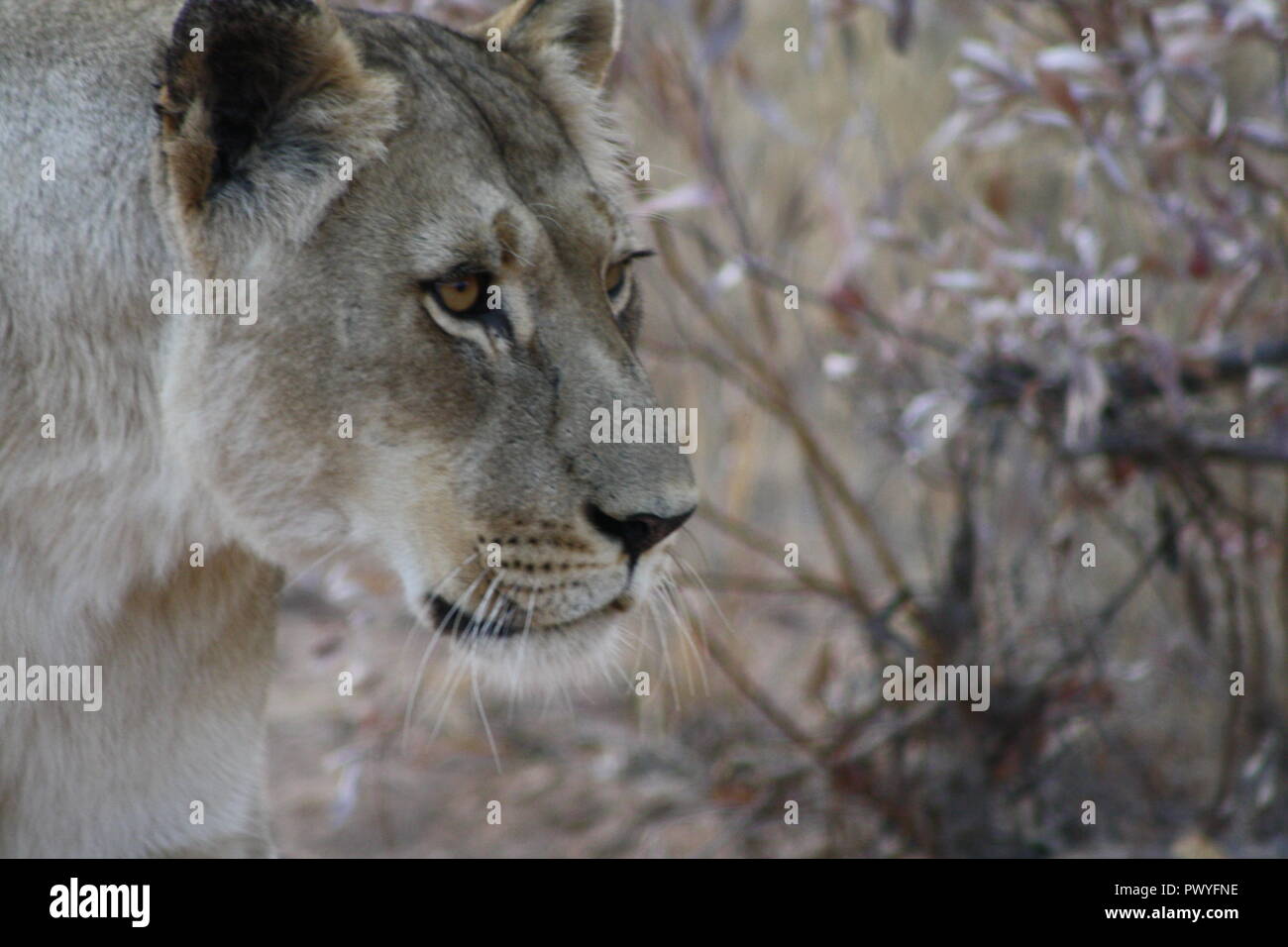 Scary lioness hi-res stock photography and images - Alamy