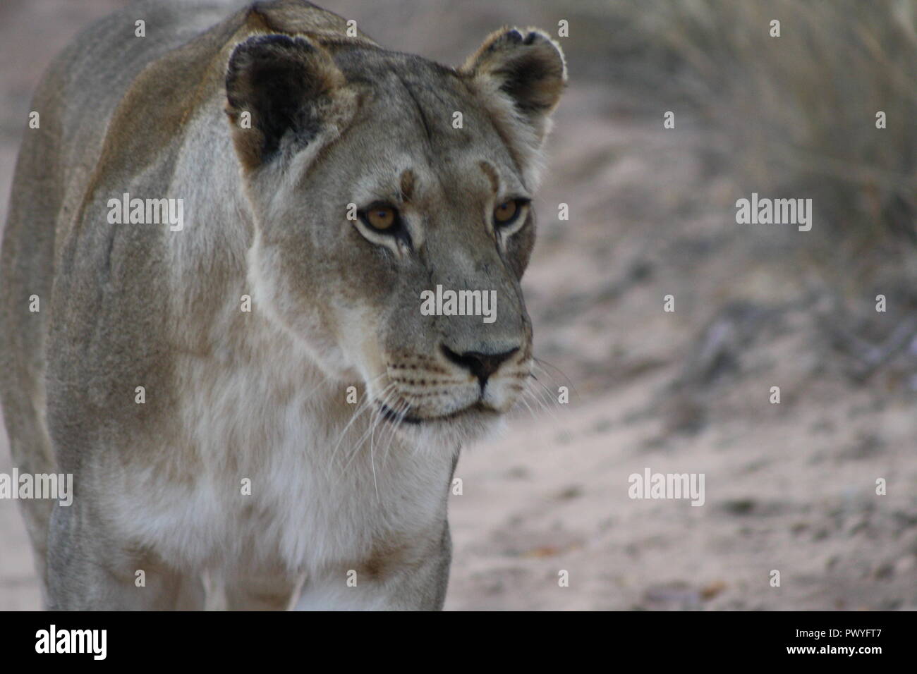 Scary lioness hi-res stock photography and images - Alamy