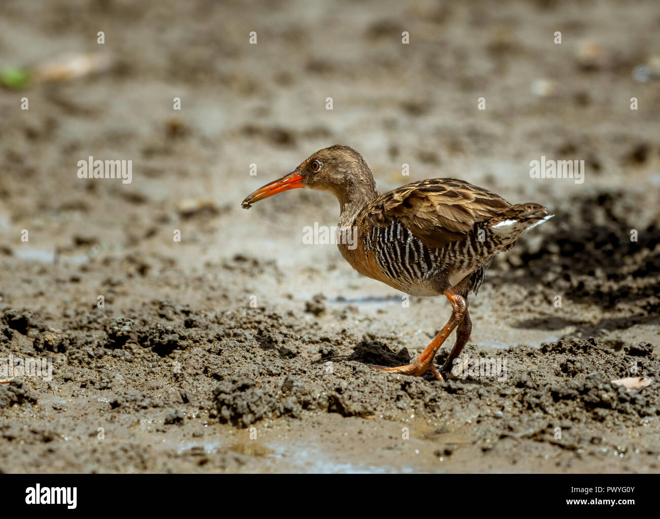 Mudflats birds hi-res stock photography and images - Alamy