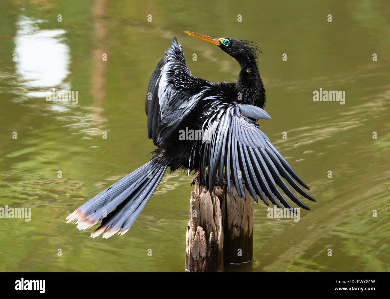 Snake trinidad hi-res stock photography and images - Alamy