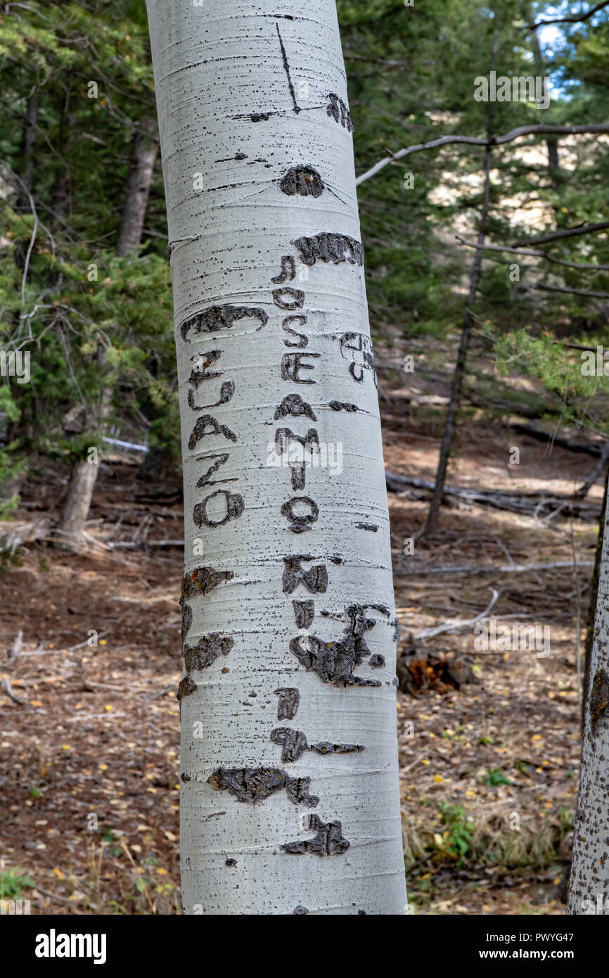 Arborglyphs are carvings etched into the bark of Aspen by lonely ...
