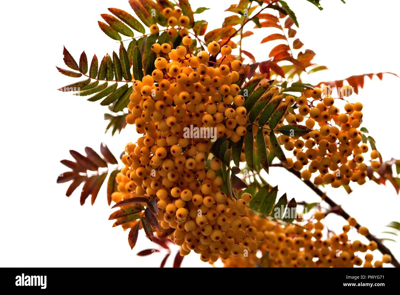 Yellow Rowan Berries after rain Stock Photo - Alamy