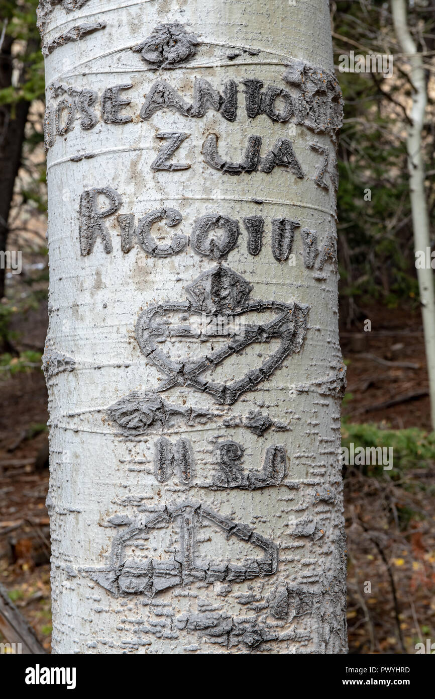 Tree etchings hi-res stock photography and images - Alamy
