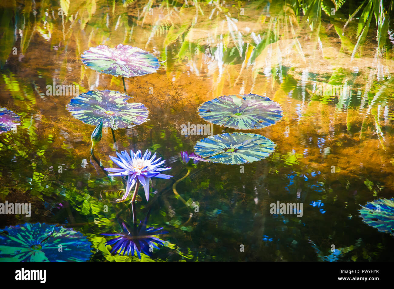 Artistic water lilies hi-res stock photography and images - Alamy