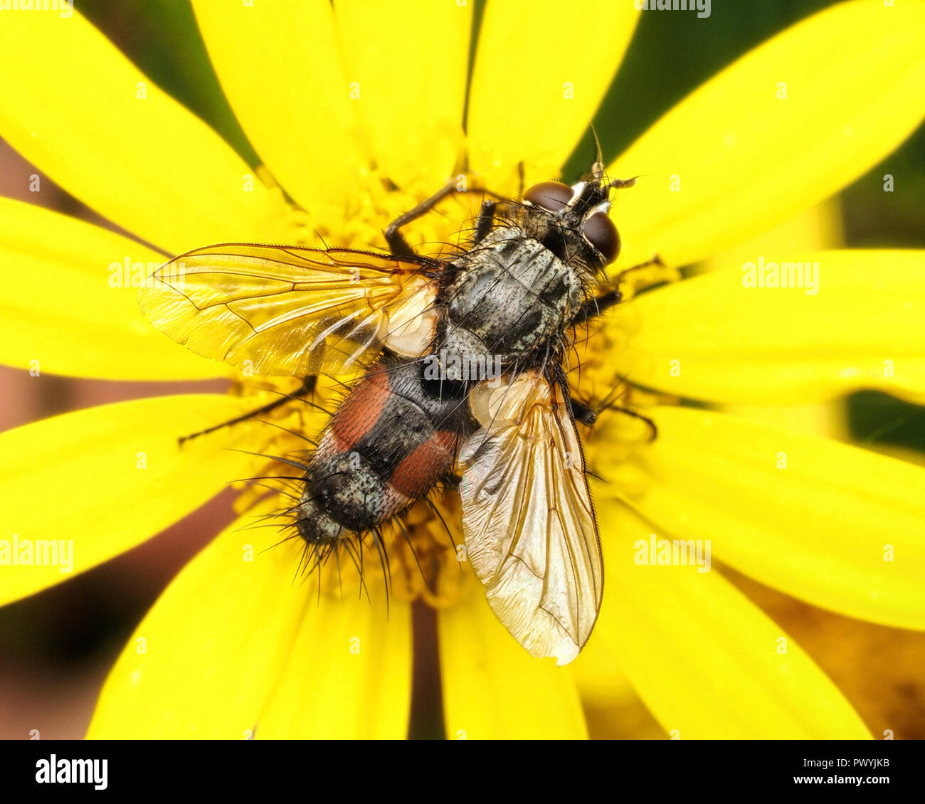 Dorsal view of Eriothrix rufomaculata tachinid fly on buttercup ...