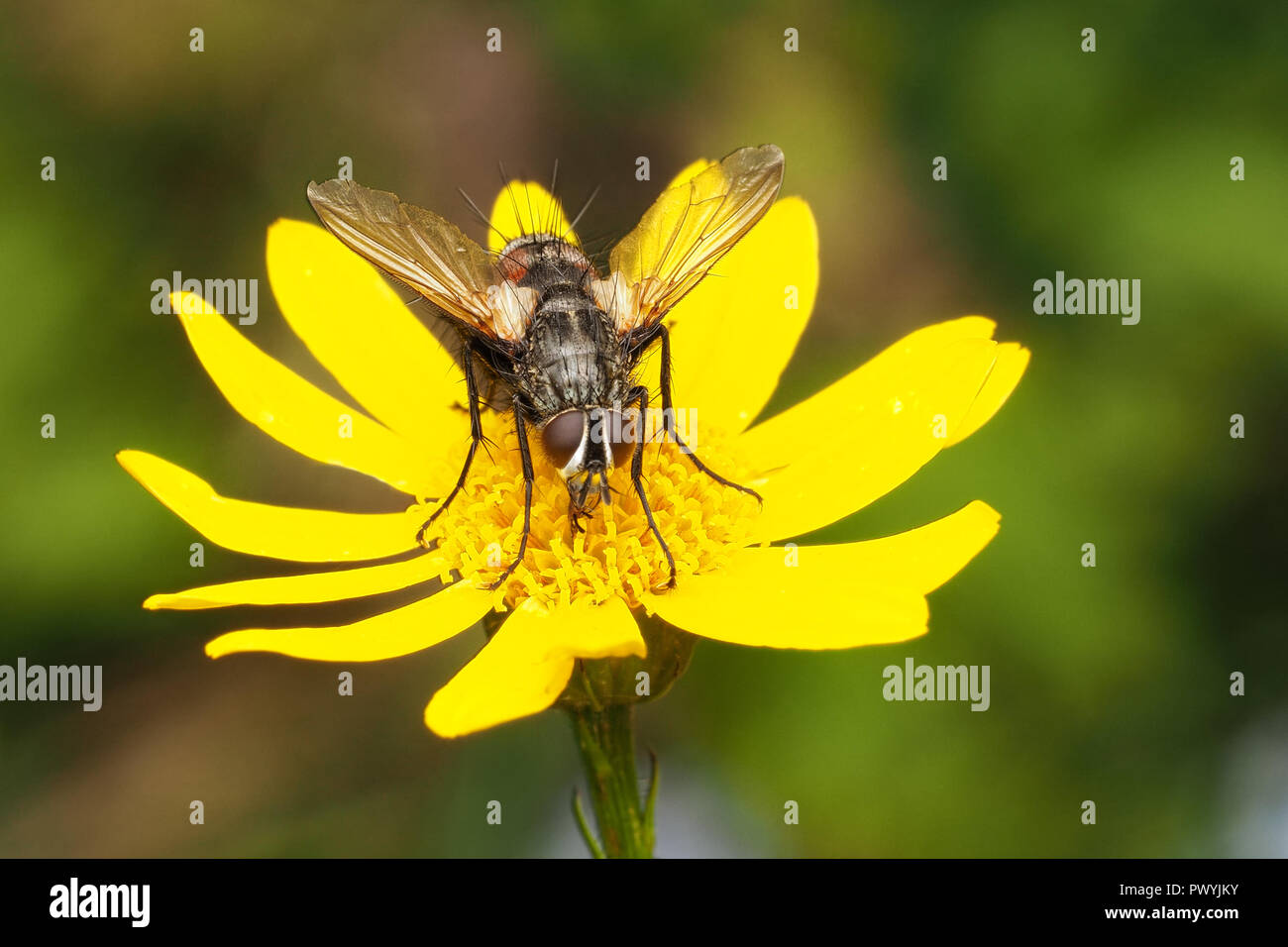 Parasitic flower hi-res stock photography and images - Alamy