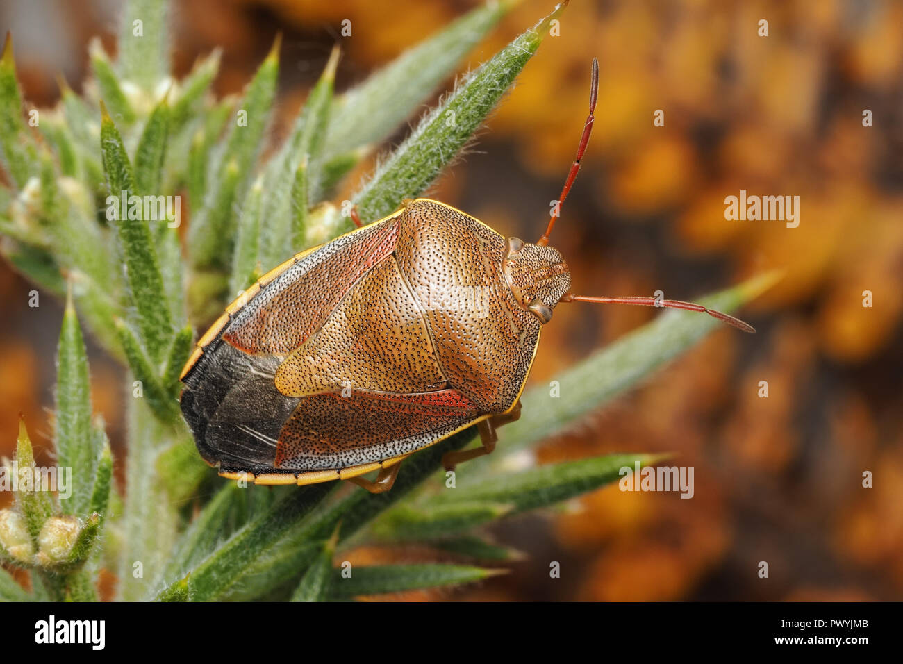 Gorse Shieldbug (Piezodorus lituratus) in its brownish autumn colour ...