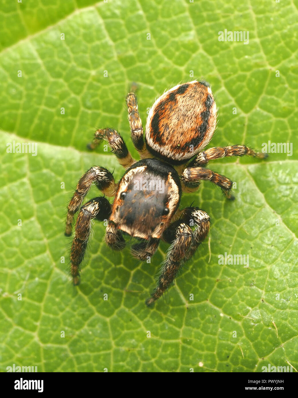 Dorsal view of male Evarcha falcata Jumping spider. Tipperary, Ireland ...