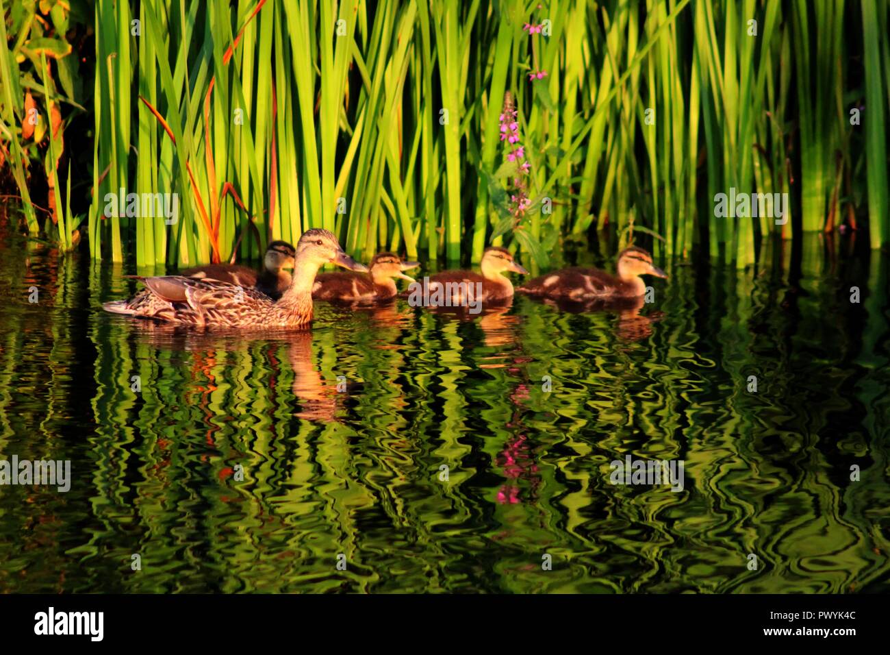 Baby ducks on pond hi-res stock photography and images - Alamy