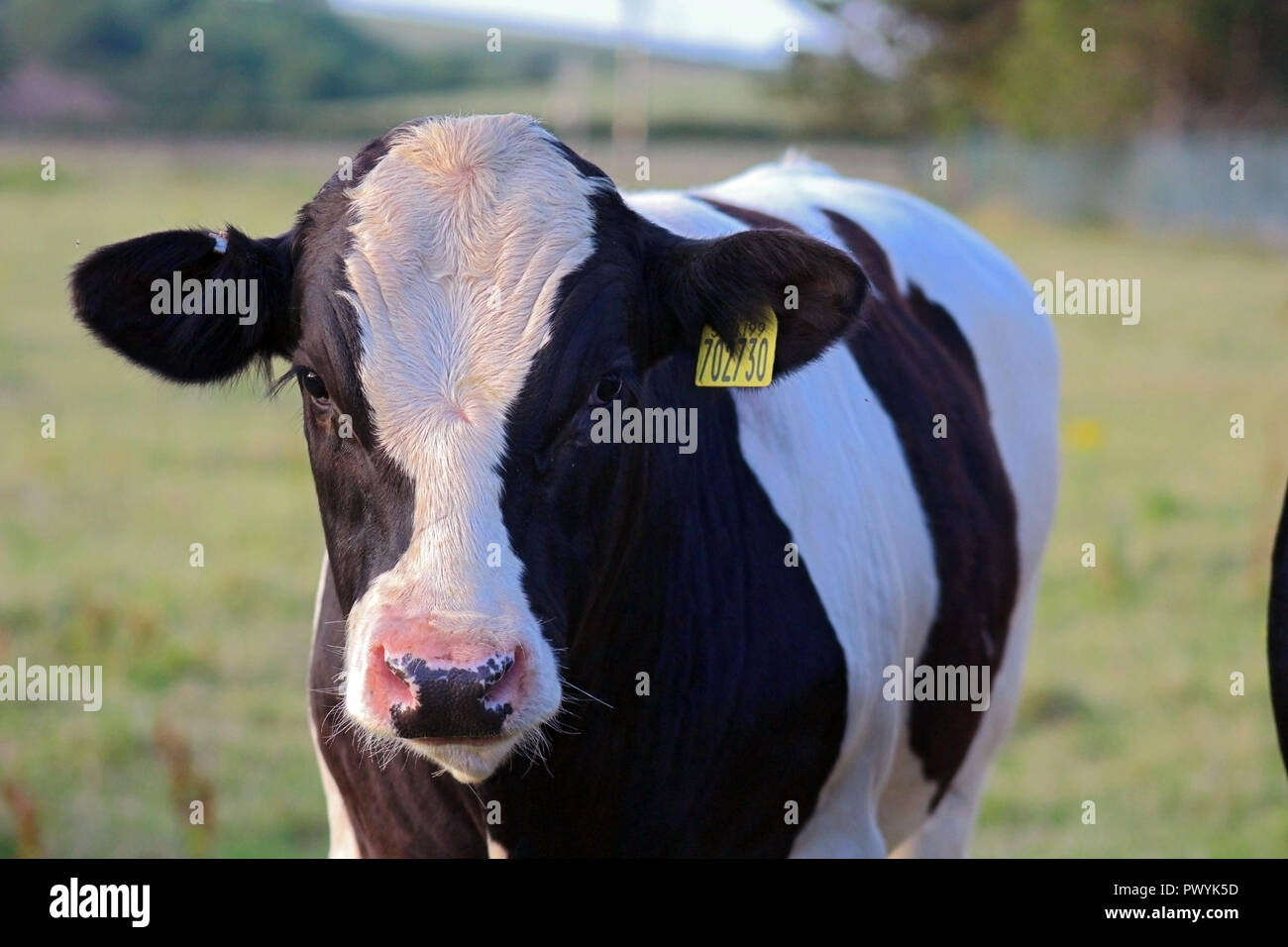 Frontal view of dairy cow calf Stock Photo - Alamy