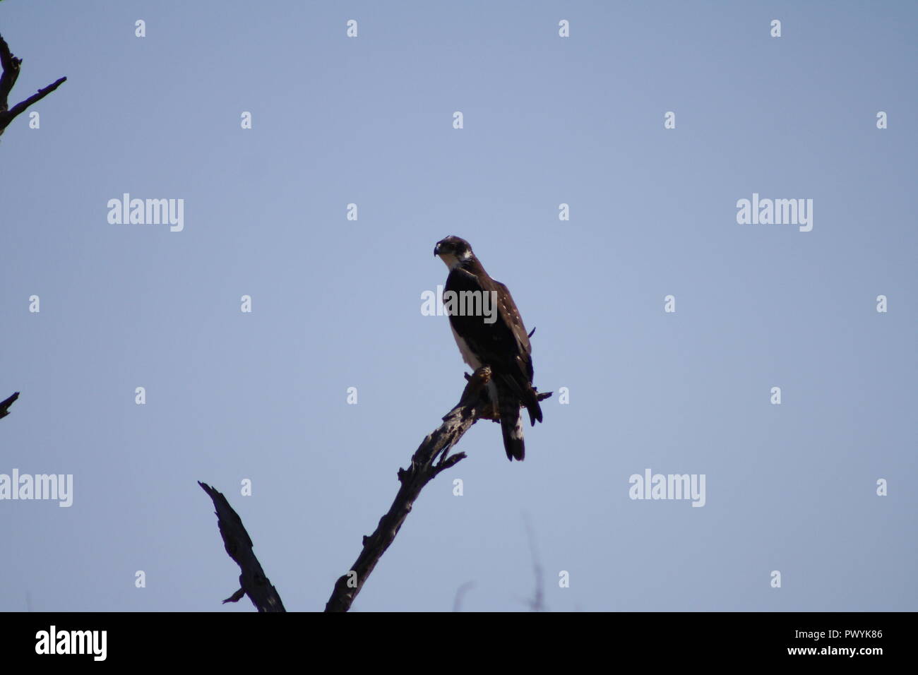 African Hawk Eagle Stock Photo - Alamy