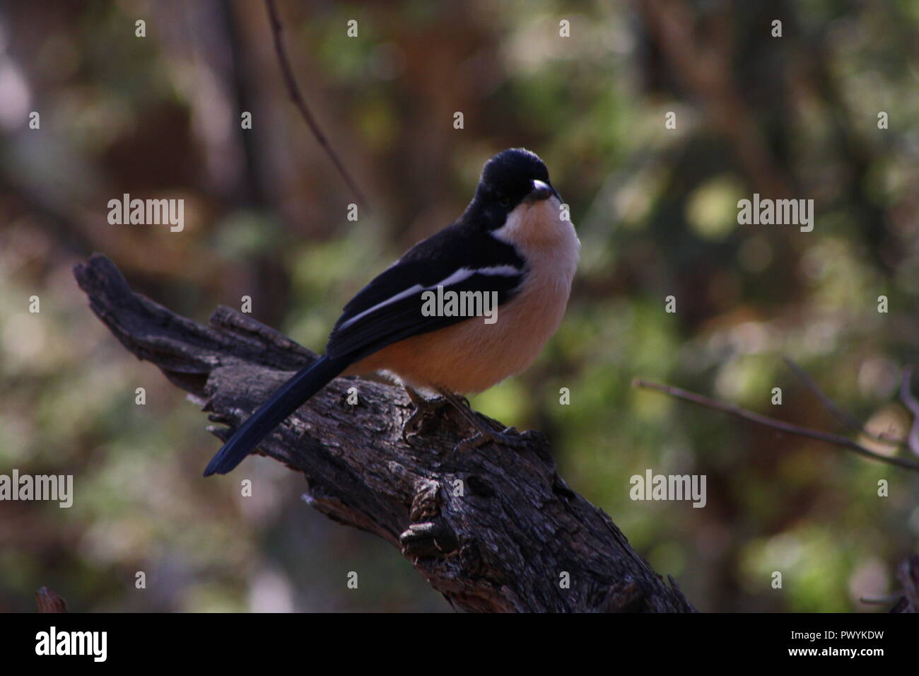 Boubou Stock Photos & Boubou Stock Images - Alamy