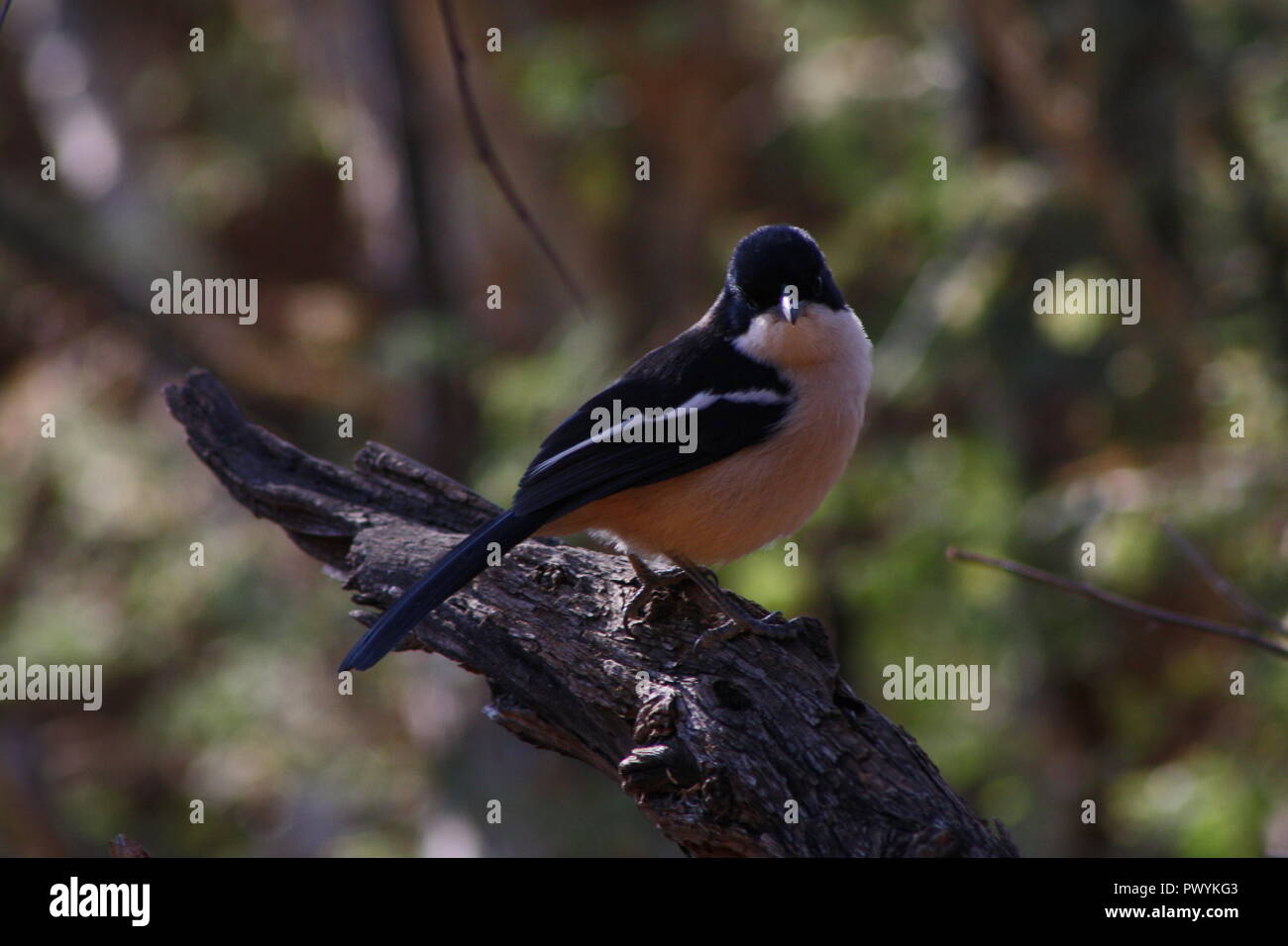 Boubou hi-res stock photography and images - Alamy