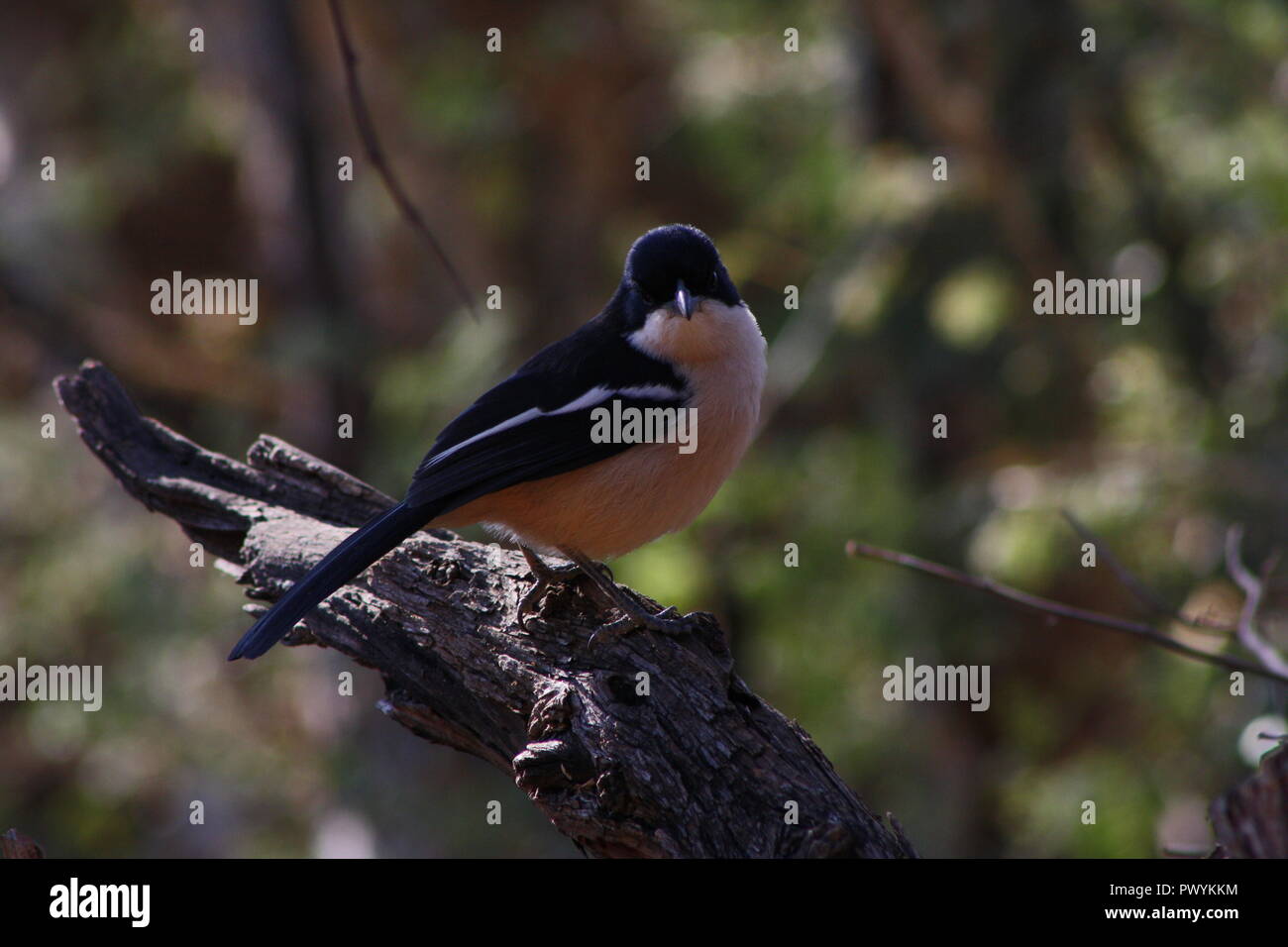 Tropical boubou hi-res stock photography and images - Alamy