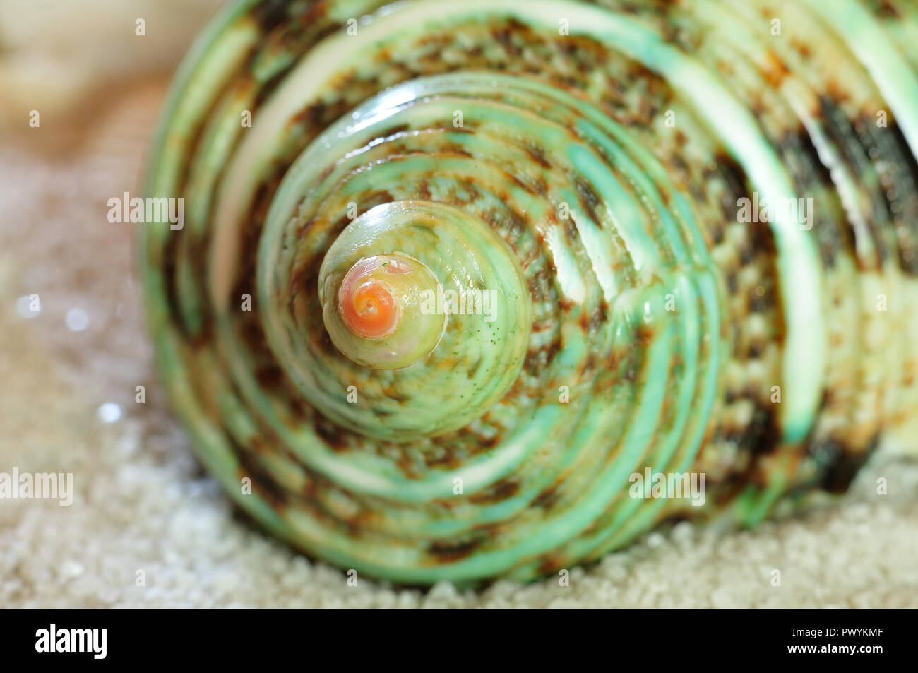 macrophotography of green shell of a turban snail, a marine gastropod ...