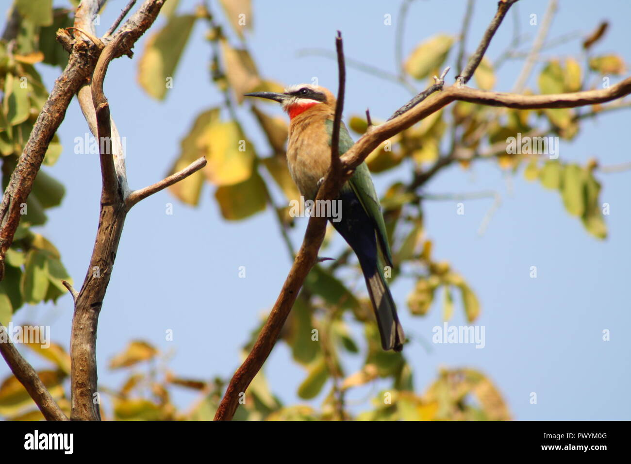 Bee eater bird Stock Photo - Alamy