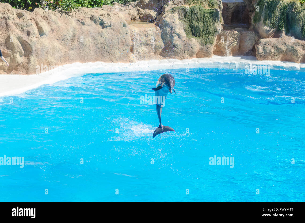 One dolphin hi-res stock photography and images - Alamy