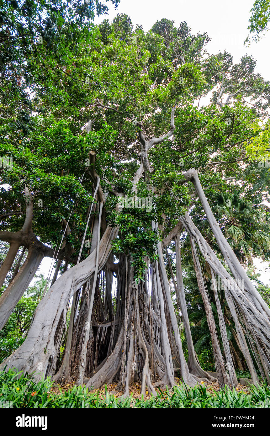 a large old tree with aerial roots Stock Photo - Alamy