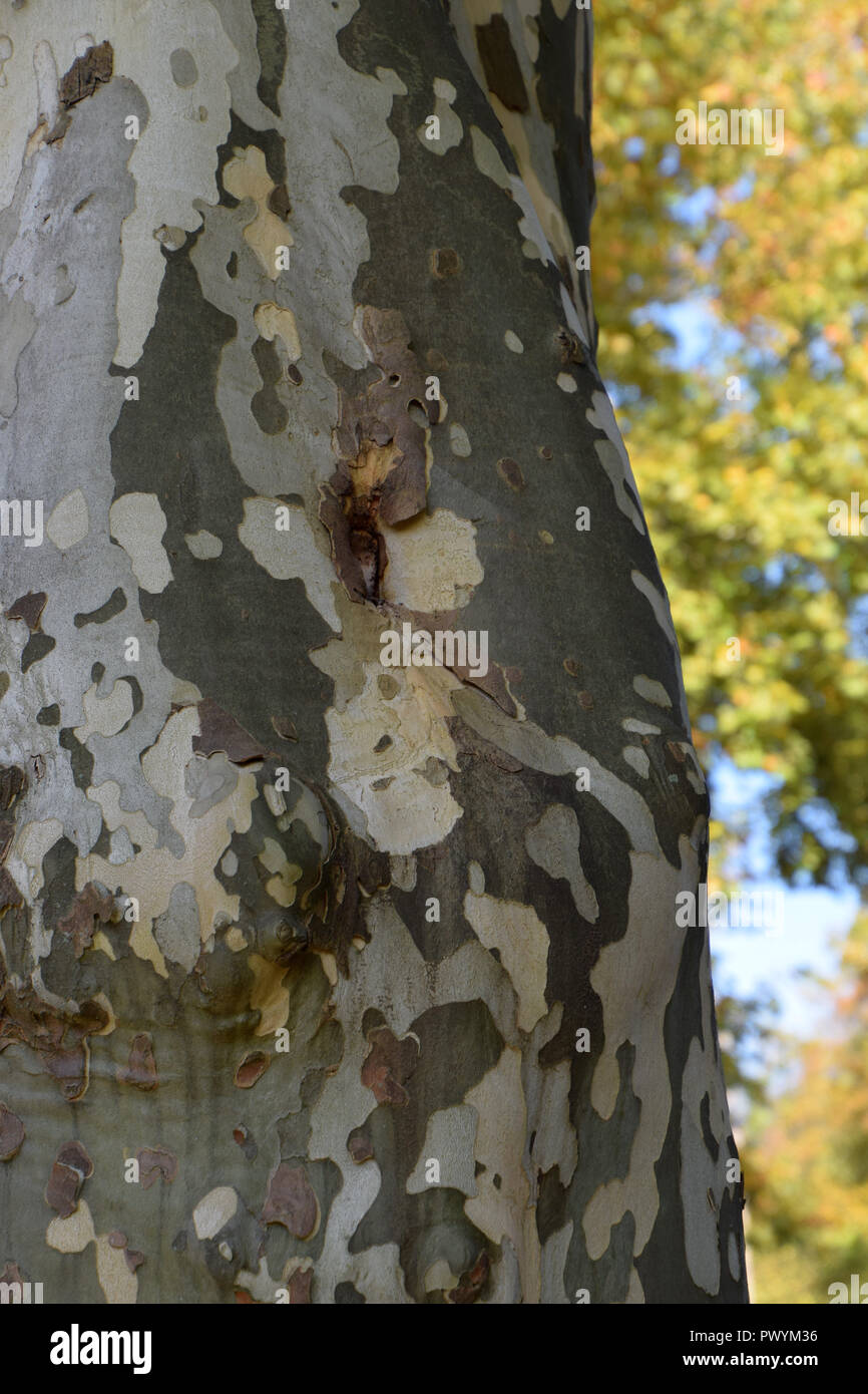 colorful bark of planes with autumnal colored foliage, multi colored ...